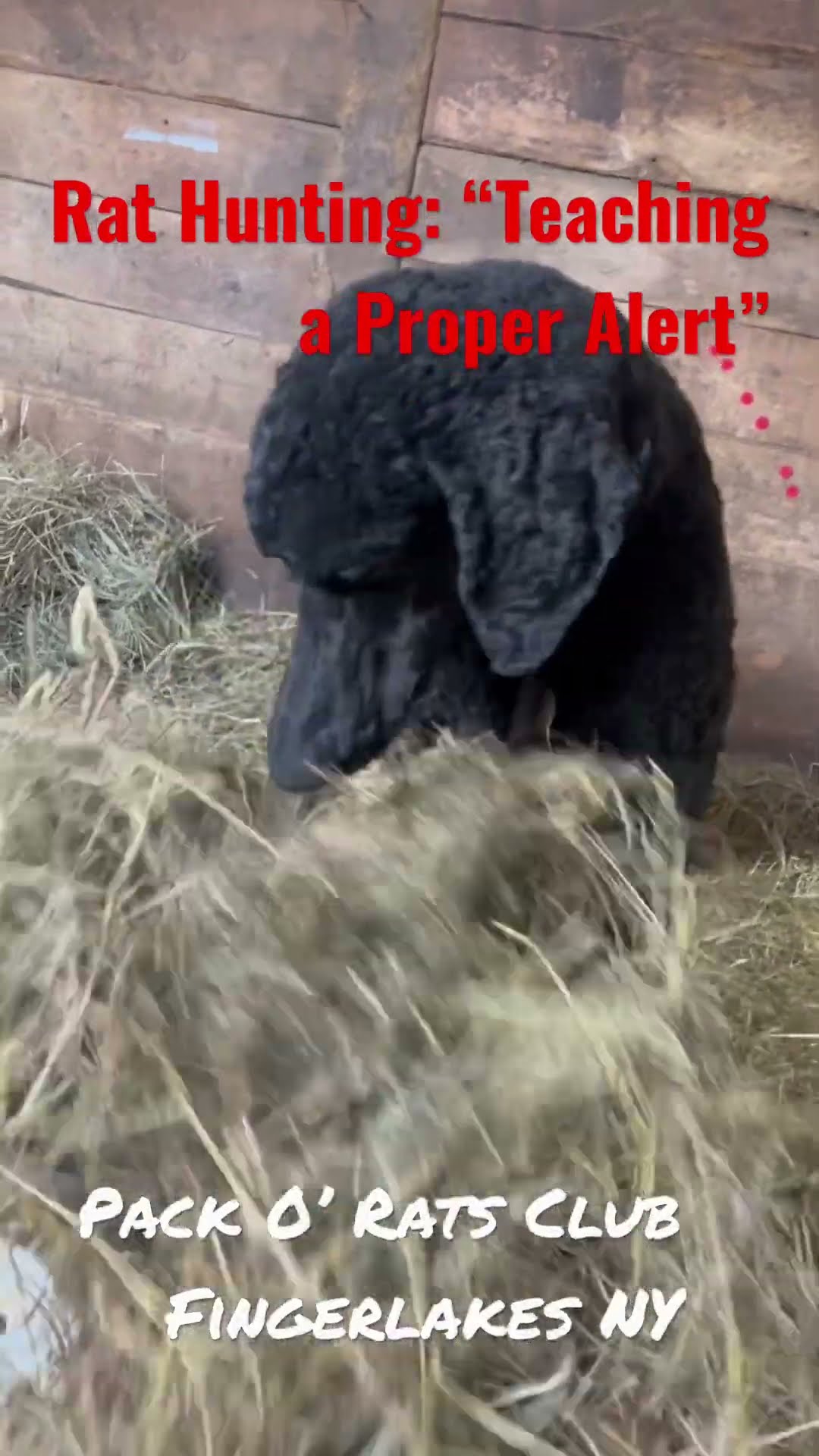 Rat Hunting: Series of Teaching Proper Alerts” #packorats - YouTube