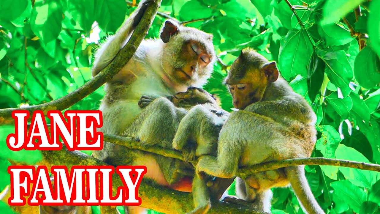 Amazing time Jonna monkey daughter of Jane monkey care Nanda's baby and ...