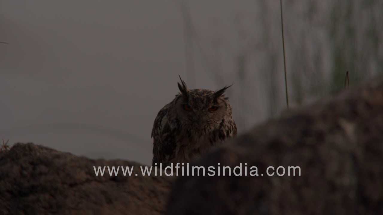 Meet the owl with long ears - Dusky Eagle-owl - YouTube