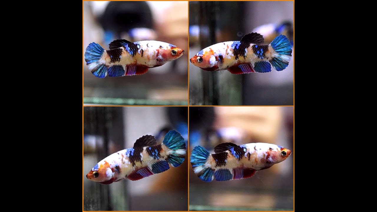 Betta Fish Fancy PURPLE RED BLACK BLUE METALLIC GALAXY KOI Halfmoon ...
