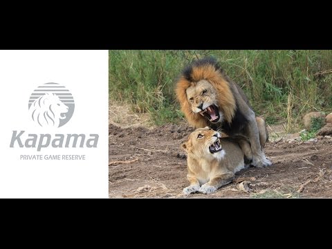 Lions mating and roaring