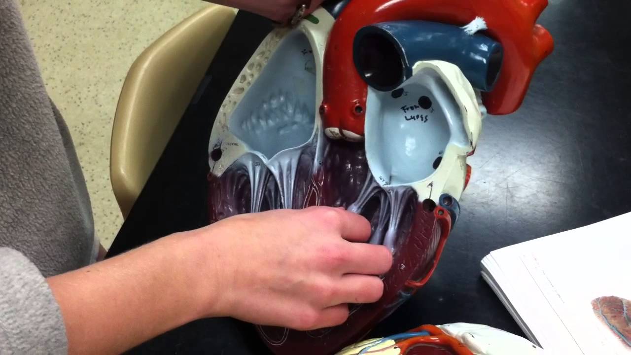 Exercise 20: The Heart: Blood Flow - YouTube