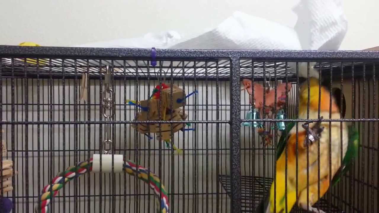 Parrot Enrichment: Playing with Paper Towels - YouTube