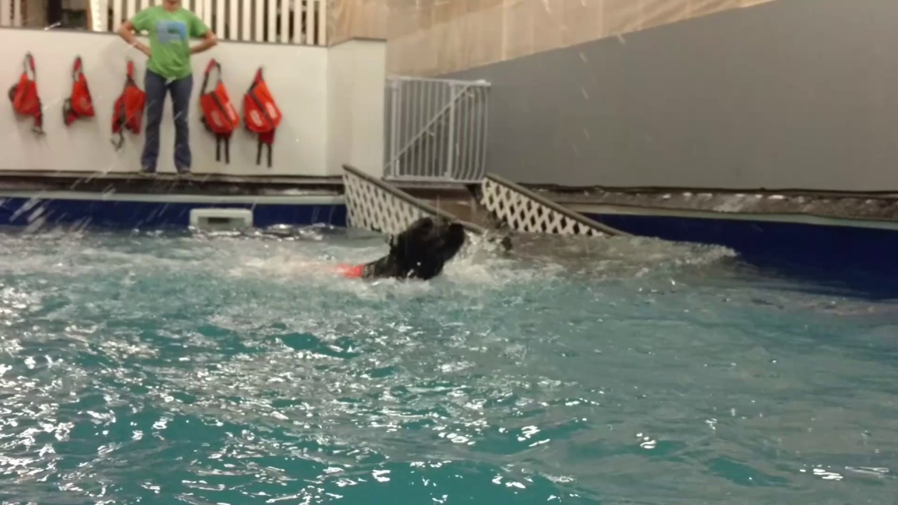 Bailey swim session 1 - YouTube