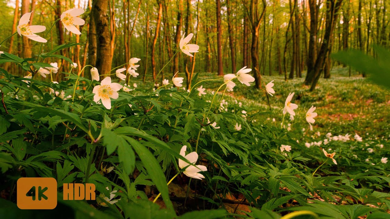 Evening In The Spring Forest 🌼 Singing Of Birds And Many Flowers 🌲 ...