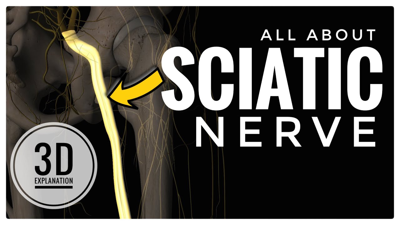 The Sciatic Nerve 3D Anatomy - Origin, Course, Relations, Branches ...