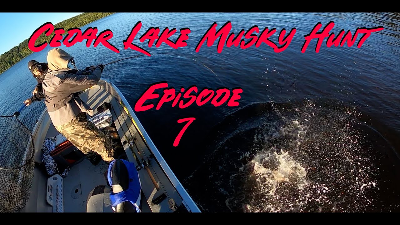 Insane BOATSIDE STRIKE - Cedar Lake Musky Hunt - Episode 1 - YouTube