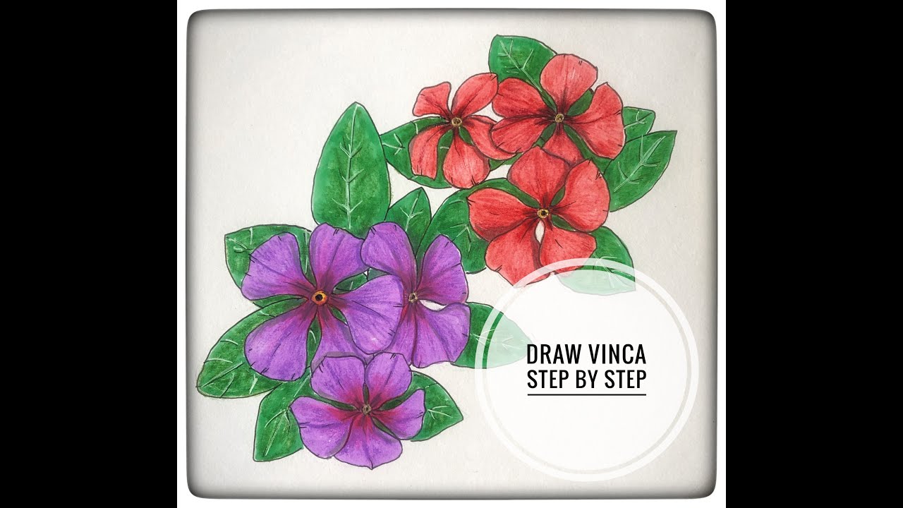 Drawing Vinca Step by Step/Relaxing/Journaling/Meditation วาดดอก ...