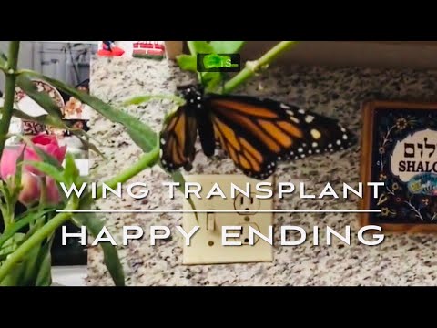Monarch Butterfly Wing Transplant And The Amazing Good Samaritan ...