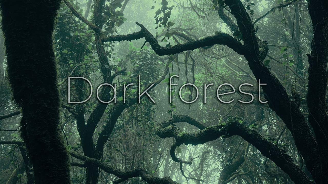 Solace in the Wild Forest: Relaxing Music for Rest and Peace | Relaxing ...