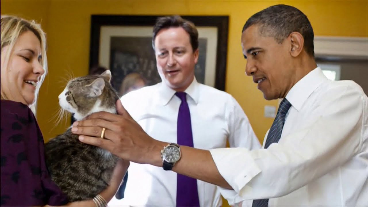 Larry the cat - Downing Street chief mouser - 10 years at the top (UK ...