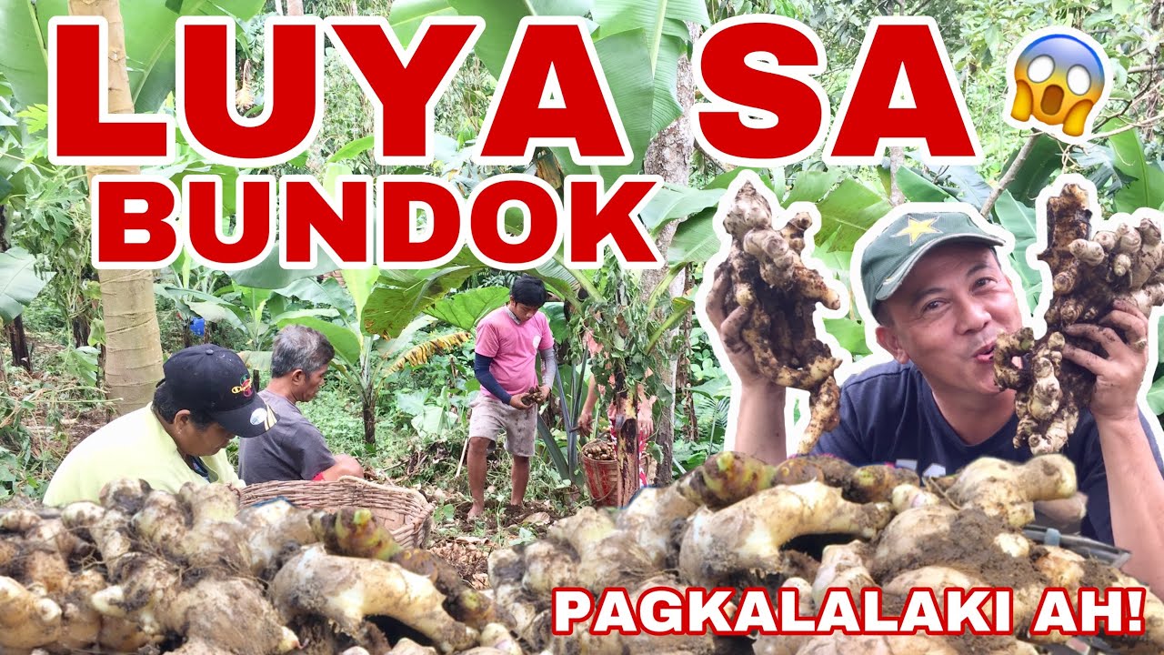 PAANO MABILIS HUKAYIN ANG LUYA? | Byaherong Batangueno - YouTube