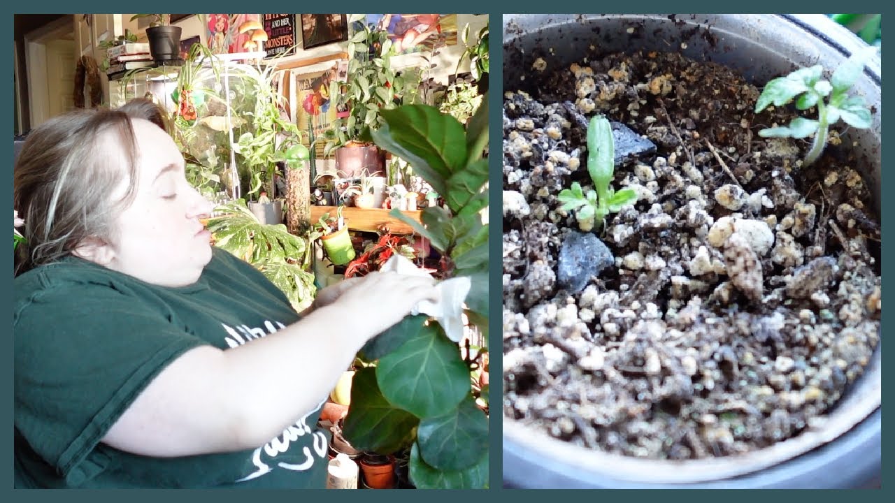 🌱a weekend of plant chores | watering, dusting, & planting seeds 🌿 ...