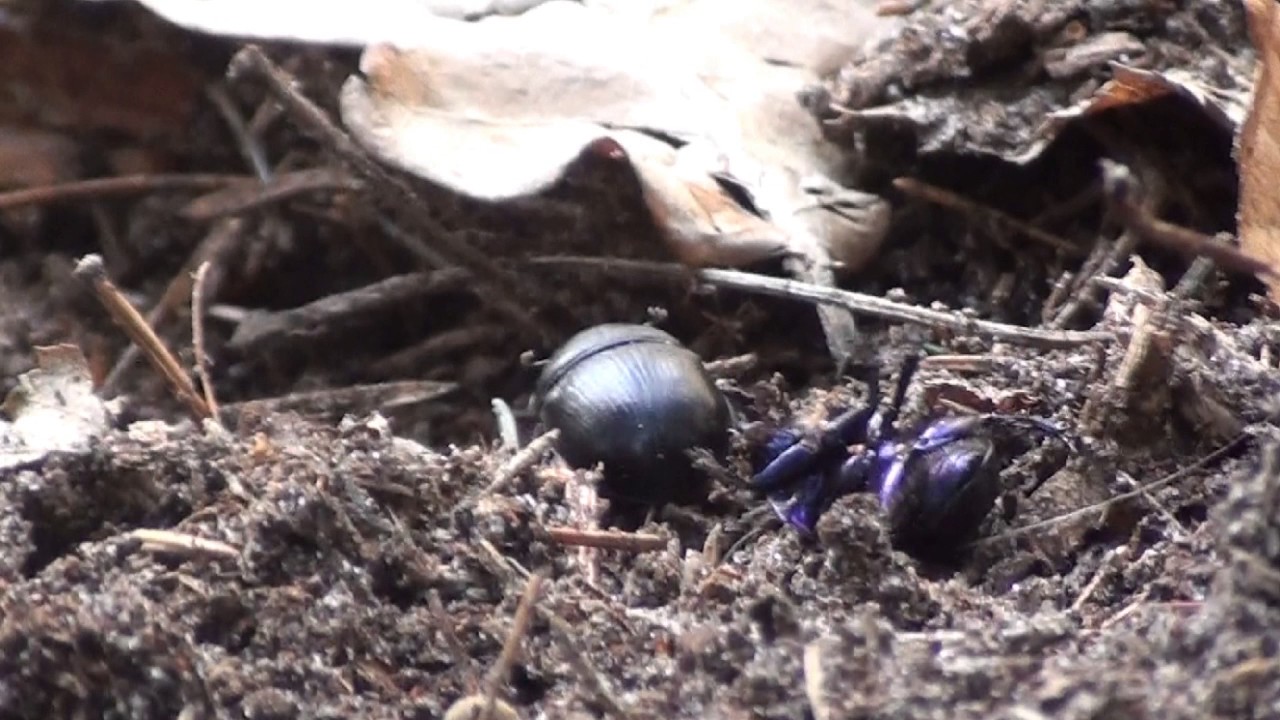 beetle dance - YouTube