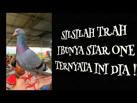 SILSILAH TRAH IBUNYA STARONE  TERNYATA INI || @BABANGICALMERPATI