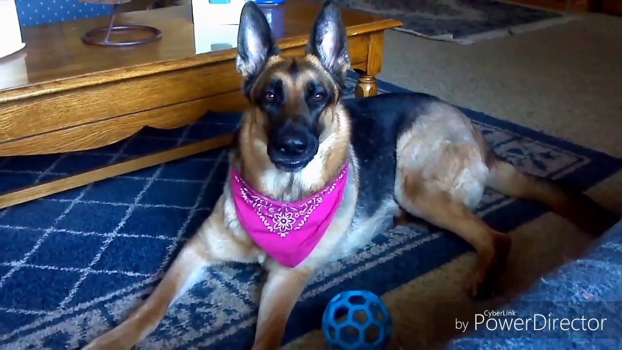 Vsauce turned into a dog???? - YouTube