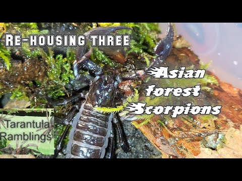 Rehousing three Asian forest scorpions - YouTube