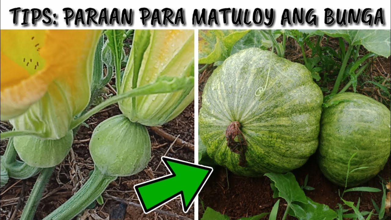 PAANO MATULOY ANG BUNGA NG KALABASA "UPDATE" | D' Green Thumb - YouTube
