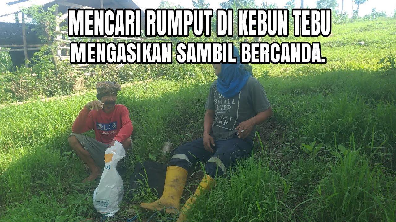 mencari rumput bersama kawan,,di kebun tebu mengasikan - YouTube