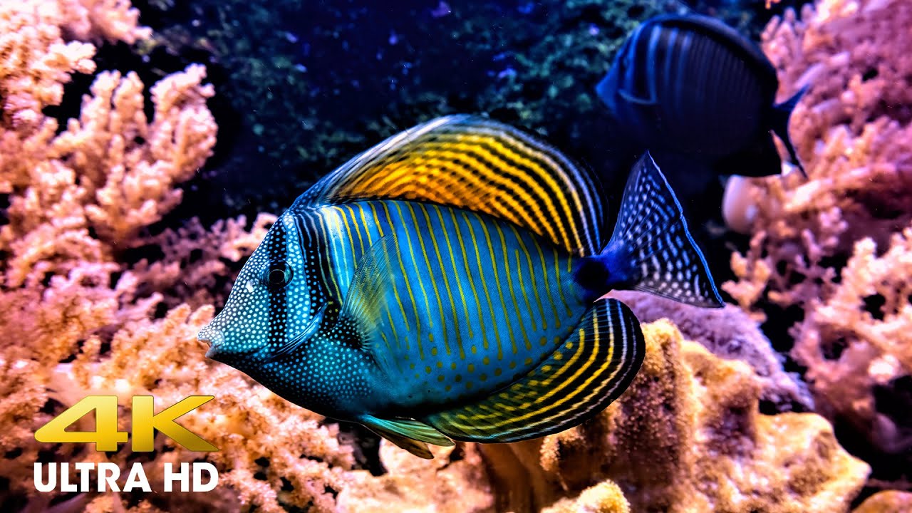 Marine Life 4K • Meditation Music&UnderWater Sound For Relaxation ...