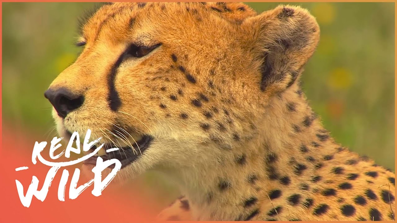 Making A Predator: How Animals Learn To Hunt | Deadly Game | Real Wild ...