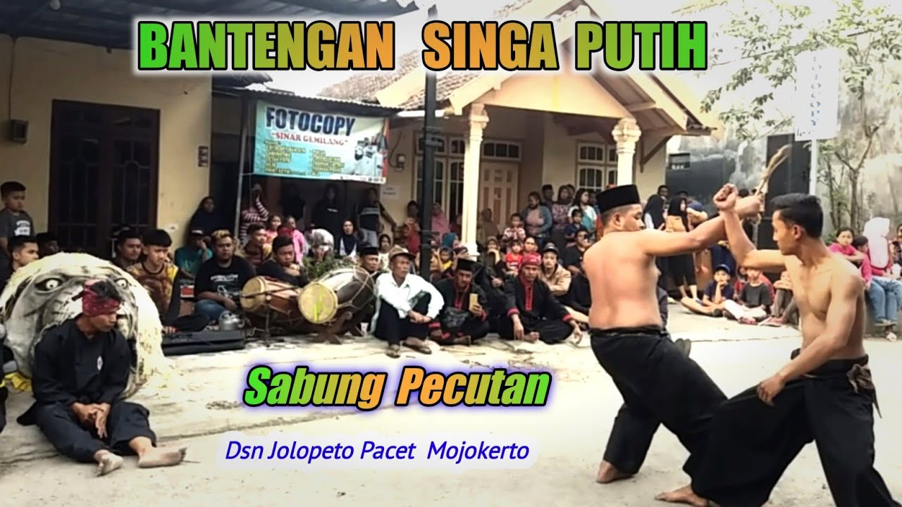 Bantengan SINGA PUTIH Sabung Pecut live Jolopeto Kembangsore Pacet ...