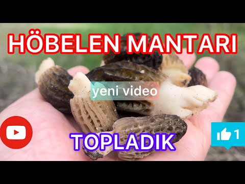 HÖBELEN MANTARI AVI (KUZU GÖBEĞİ MANTARI)