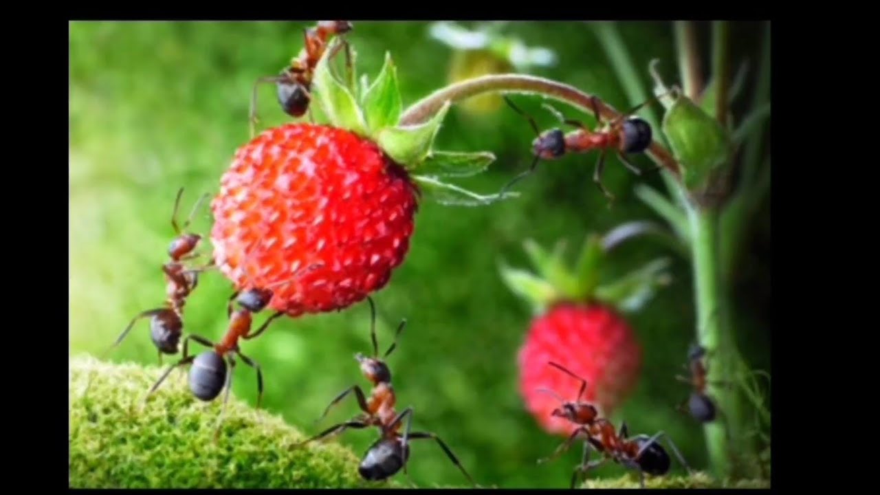 ant drawing/hard work never fails drawing /easy for beginners/ant ...