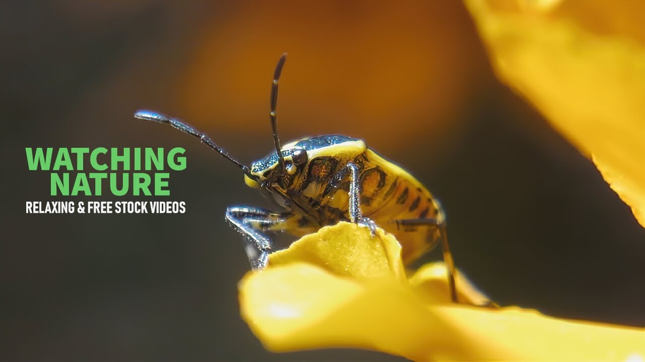 Relaxing Insects Compilation | Nature Scenery | Animals: Insects macro ...