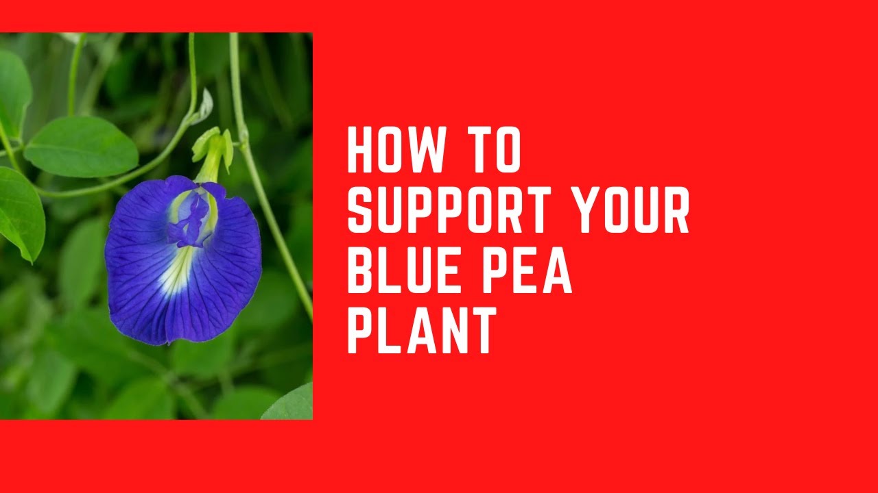 || HOW TO SUPPORT YOUR BLUE PEA PLANT || - YouTube