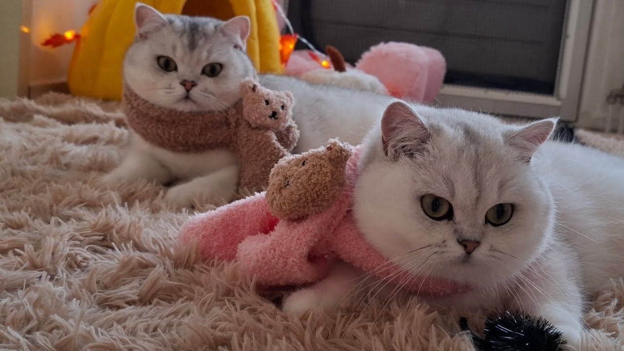 Cute Cats in Cozy Autumn Vibes! The Sweetest Fall Video of 2025 😻🍂🍁 ...