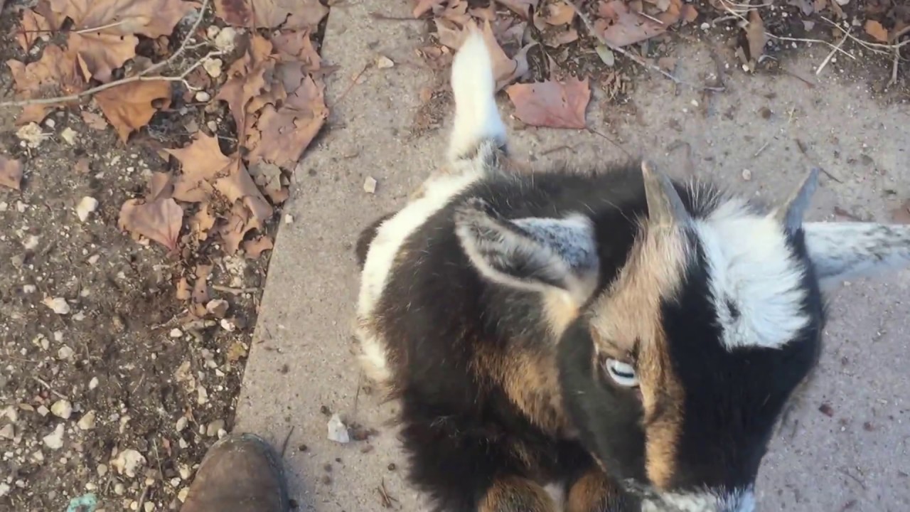 Zombie Attack Goats of Doom II - YouTube