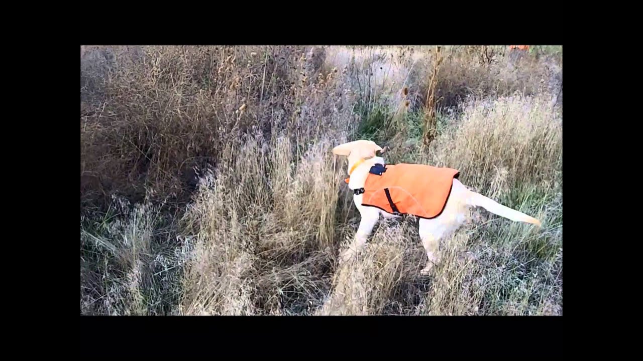 Pointing Labrador Retrievers: The Point is Natural (APLA version) - YouTube