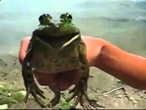 Music toad Or how to play the Imperial March on a toad in youtube - YouTube