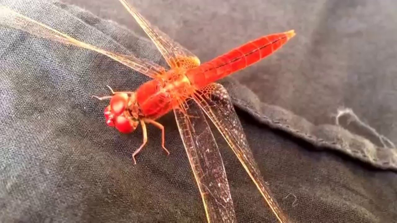 Dragonfly breathing - YouTube
