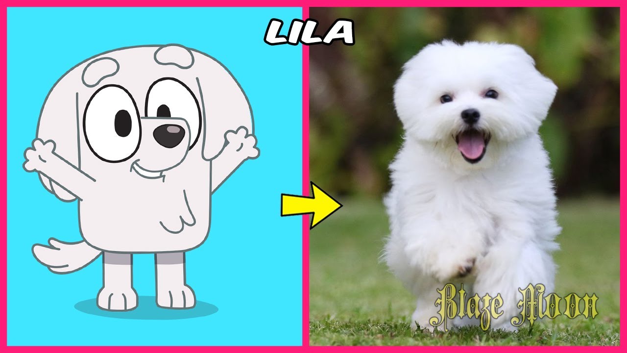 Bluey Character Breeds In Real Life - Bluey Season 4 - YouTube