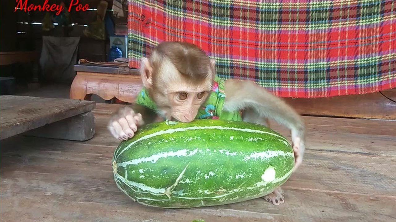 Oh!! really delicious baby monkey Poo| Poo eating cucumber dessert ...