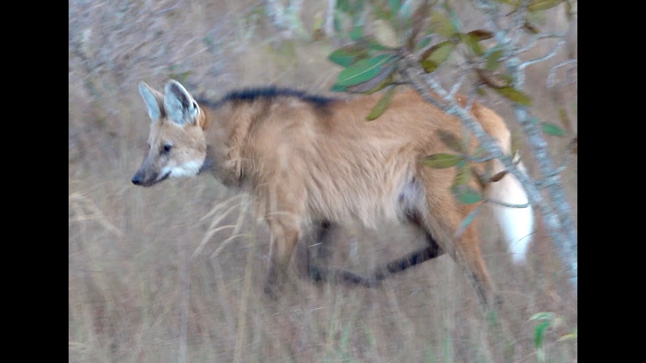 Maned Wolves: Wildlife of the Cerrado, Brazil - 2021 - YouTube