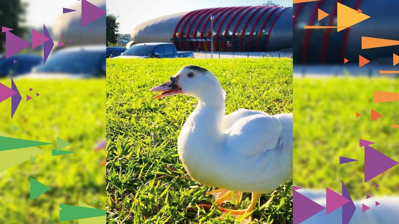 CAFÉ COM BLINK - O PATO "LINO" - YouTube