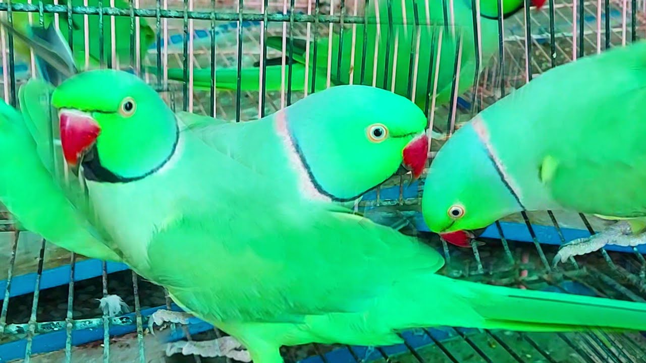 All Talking Parrots Natural Calling in Cage 😻🥰🍂 - YouTube