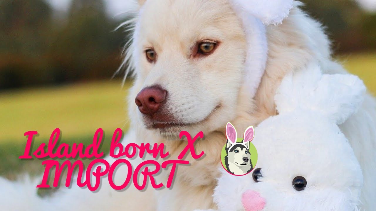 IMPORT husky cross Island born husky - YouTube