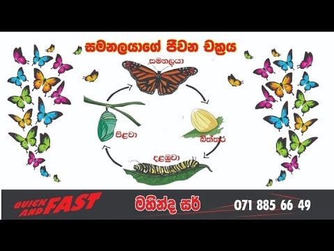 samanalayage jeewana chakraya/ සමනලයාගේ ජීවන චක්‍රය - YouTube