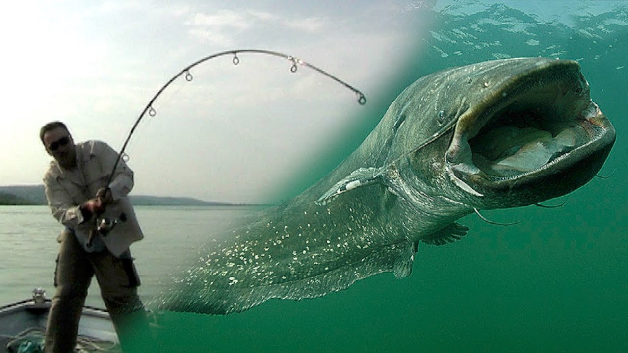 Pecanje na Dunavu kod Beograda | Varaličarenje soma | Fishing catfish ...