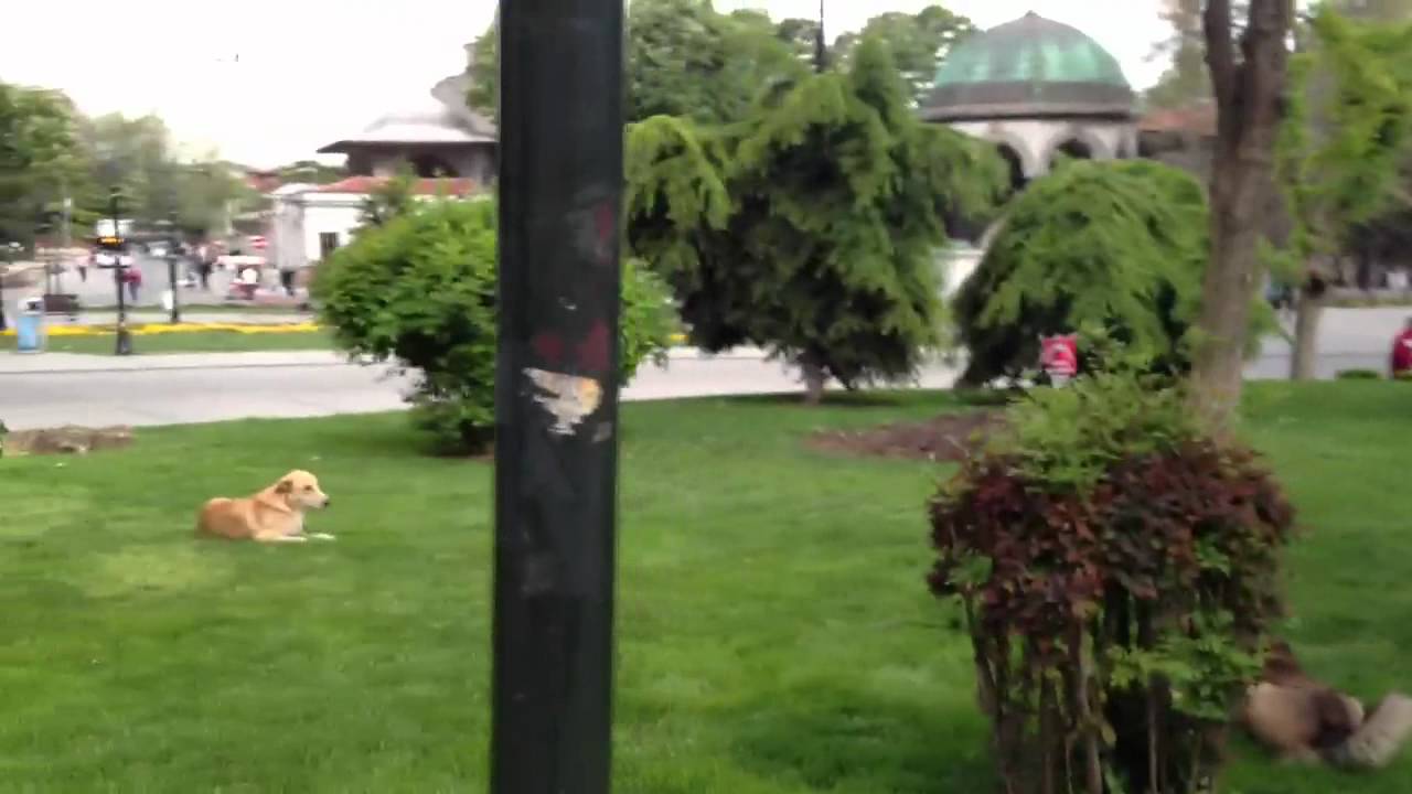 Istanbul: Wild dogs in turkey sultanahmet - YouTube