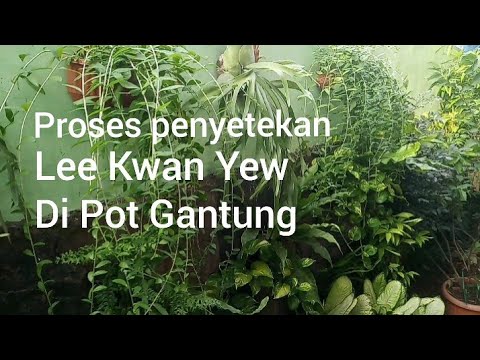 Proses Stek Lee Kwan Yew | Di Pot Gantung - YouTube