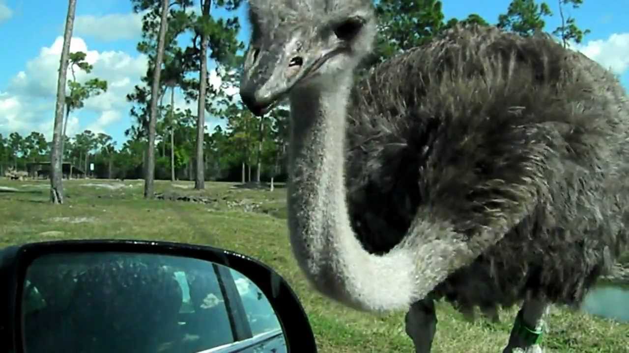 Ostrich attacks our car's side mirror during a Florida safari! - YouTube