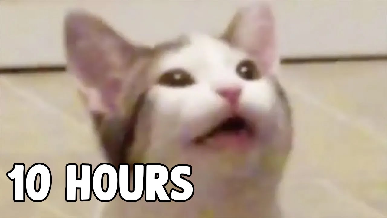 Original Pop Cat with No Filters 10 Hours - YouTube