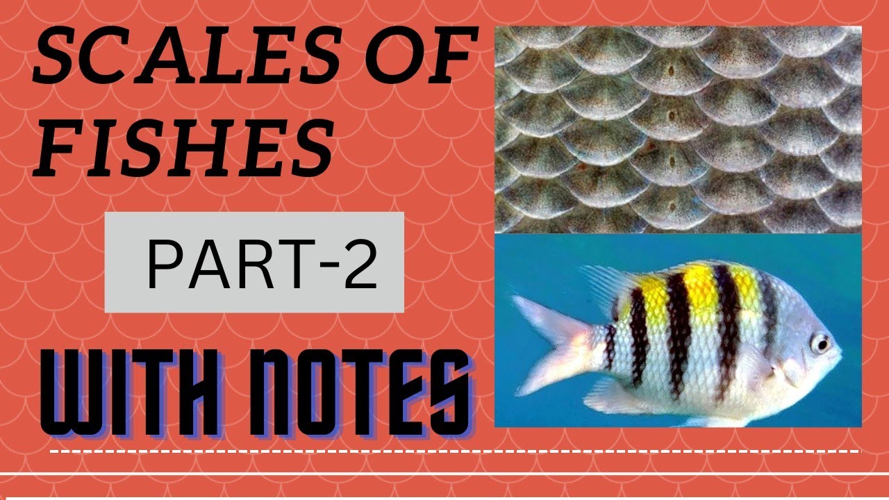 SCALES OF FISHES |Part-2|#bsc #zoology - YouTube