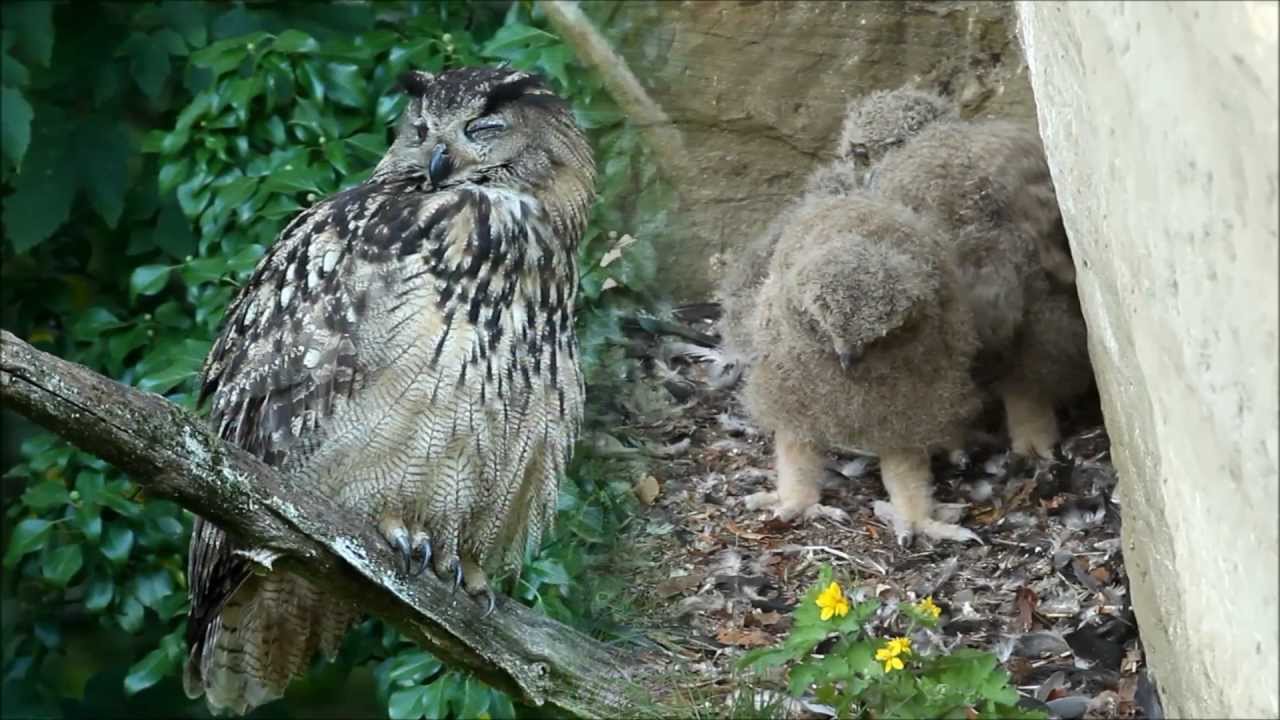 Eagle Owl: chicks and adult bird - Uhu: Jungvögel und Elterntier - YouTube