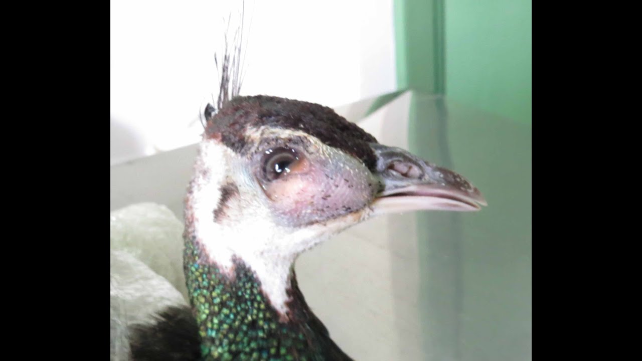 Sinusite em Aves (Pavão) - YouTube